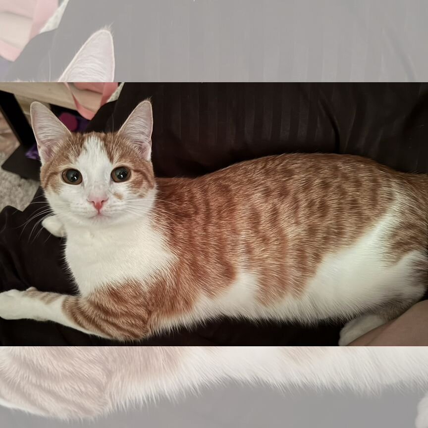 Кошка