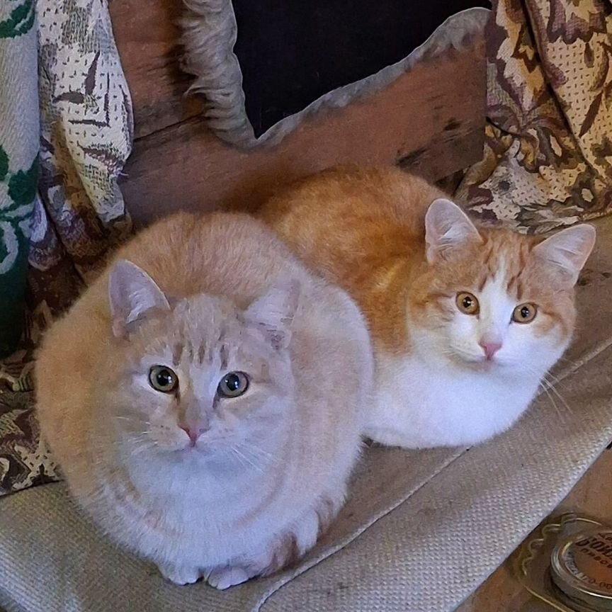 Взрослый кот в добрые руки