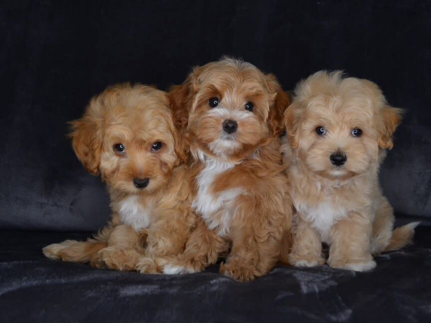 Мальтипу f1 мини