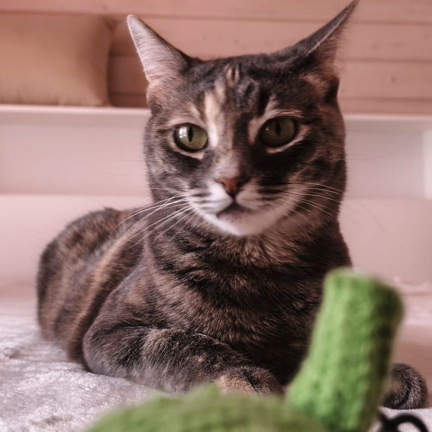 Взрослая, кошка в добрые руки