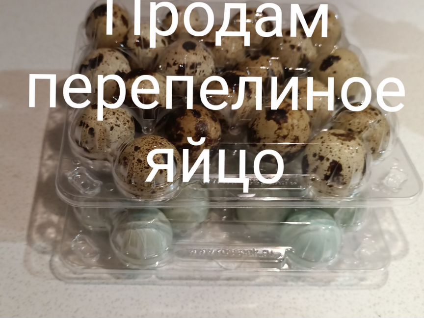 Перепелиное яйцо