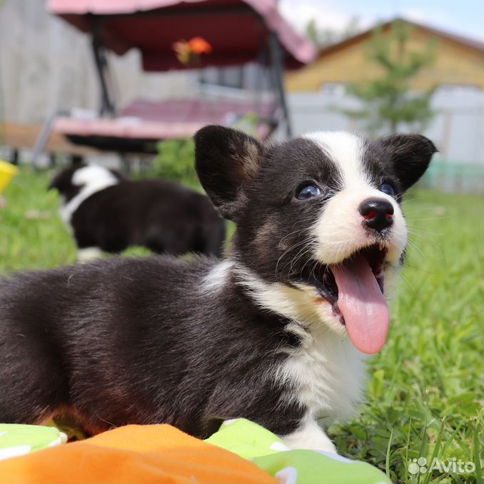 Корги Кардиганы, прекрасные девочки редкой красоты