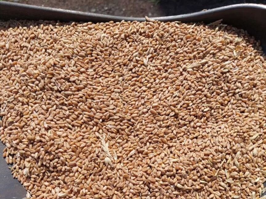 Кормовой овёс, Гречиха на корм/посев