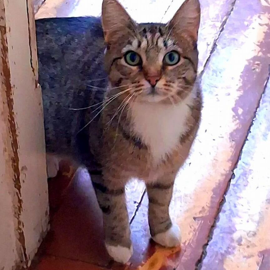 Взрослая, кошка в добрые руки