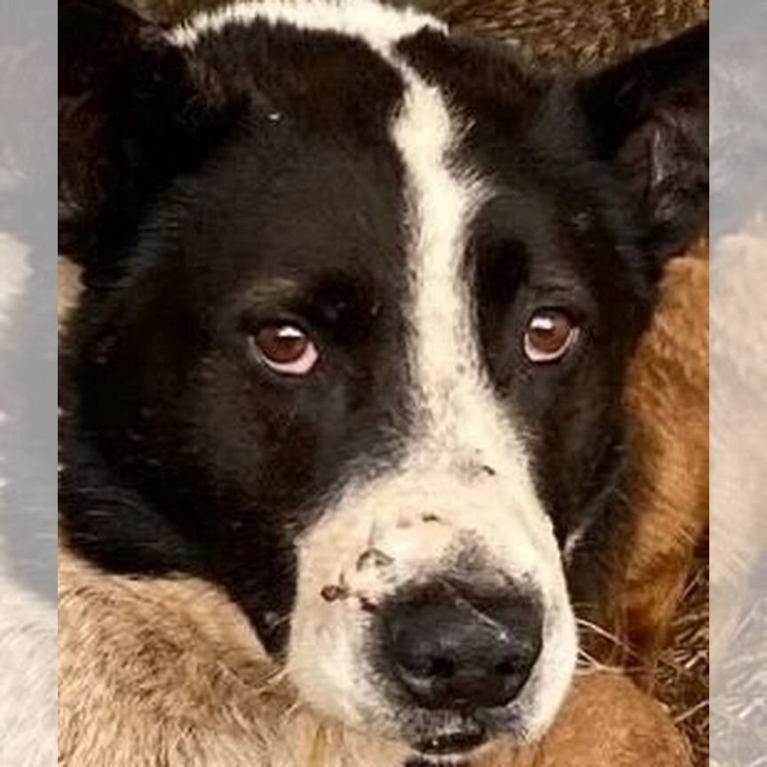 Взрослый пёс в добрые руки