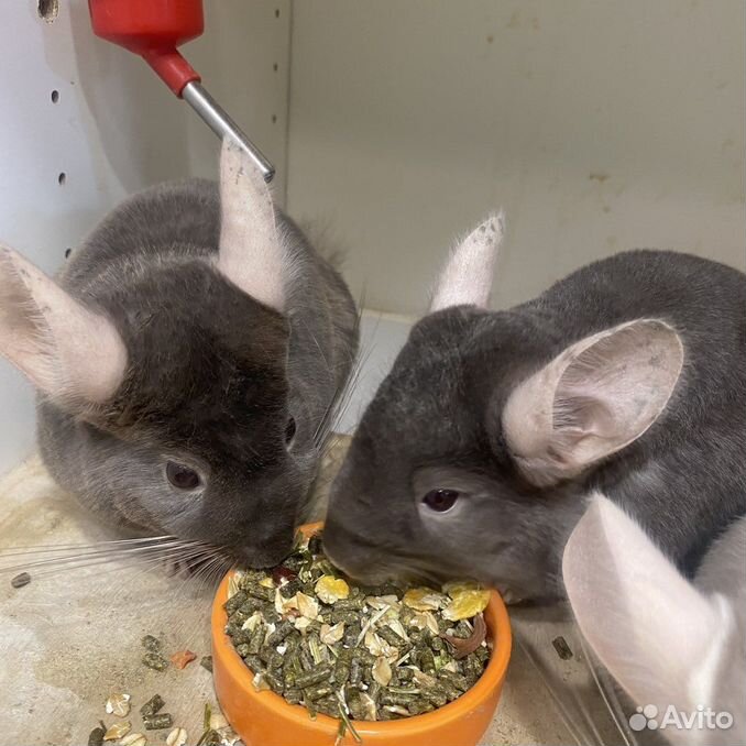 Шиншилла (девочка)