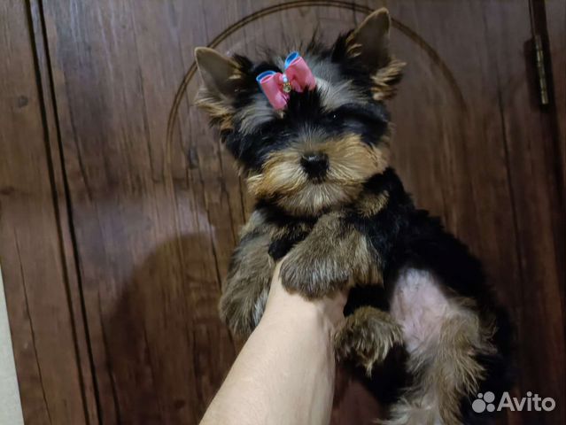 Мини мальчик. 2,5 м. Документы ркф. Беби фейс