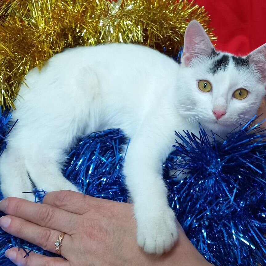 Котенок мальчик 3,5 мес