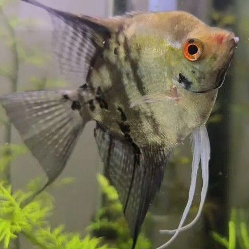 Скалярии взрослые