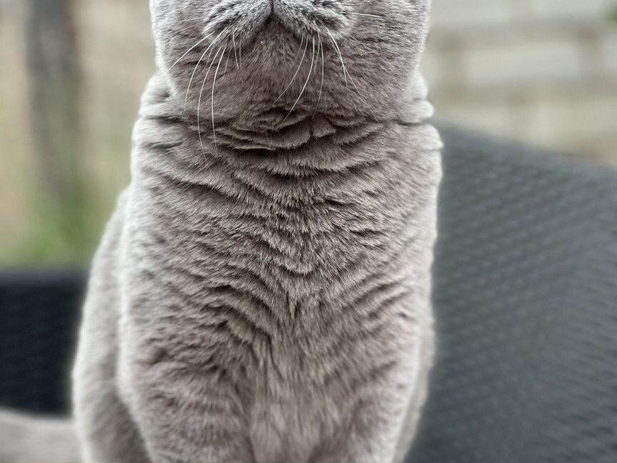 Британская кошечка в добрые руки