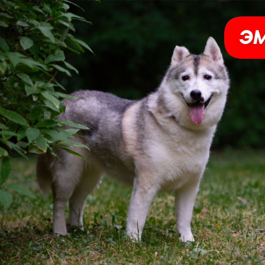 Хаски Эмма очень ждёт свою семью, скромная, тихая