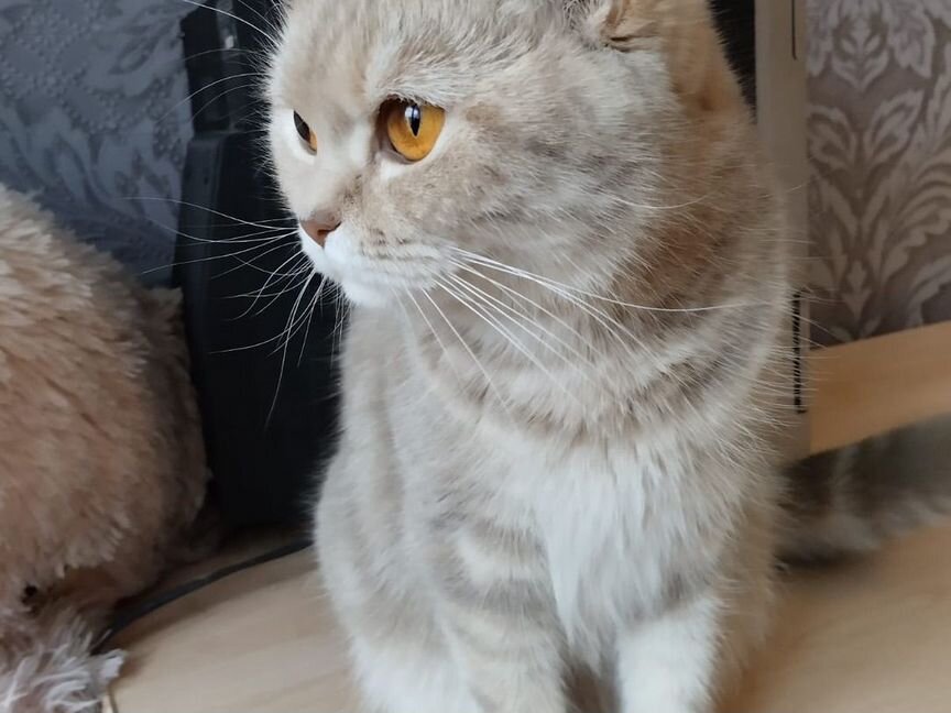 Британская кошка