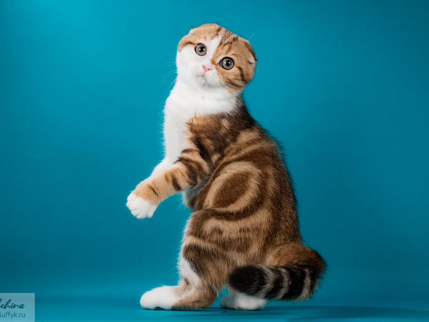Котик золотой мраморный биколор