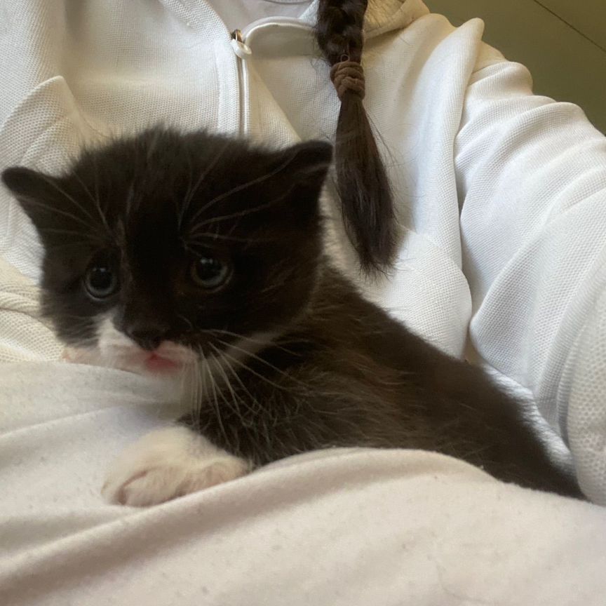 Котёнок в добрые руки
