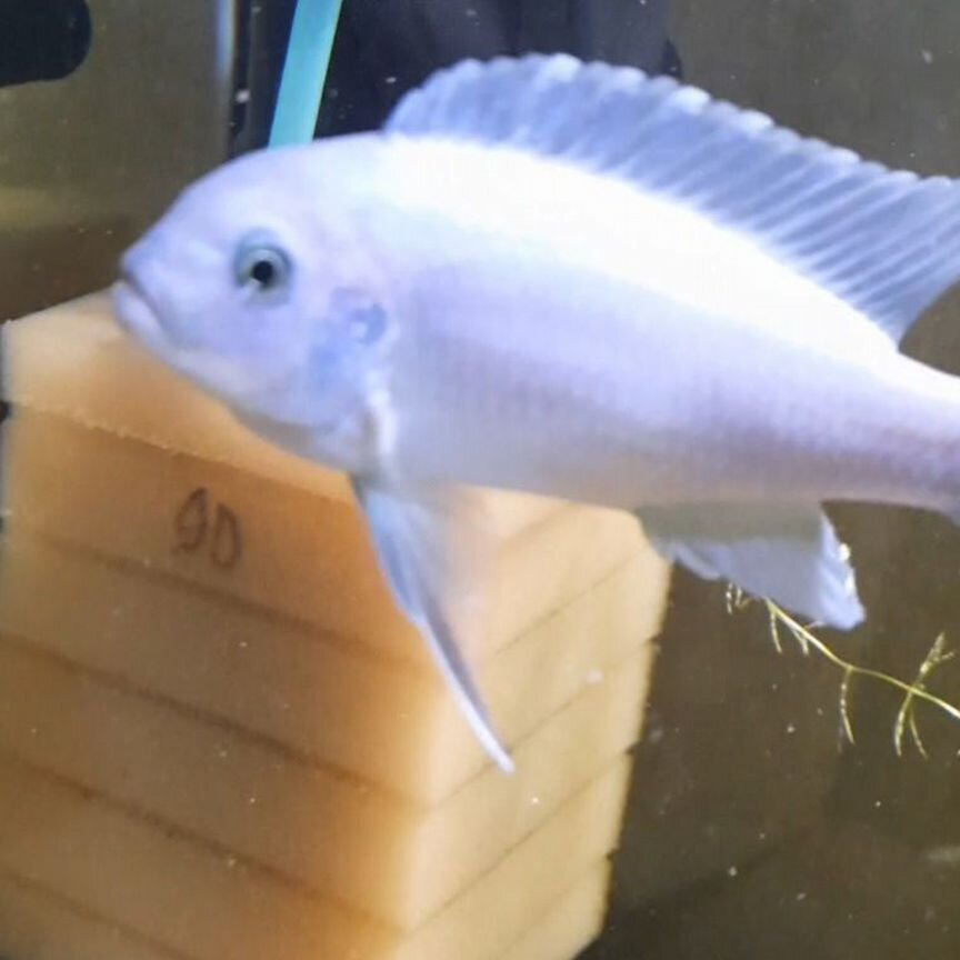 Аквариумные рыбки цихлиды