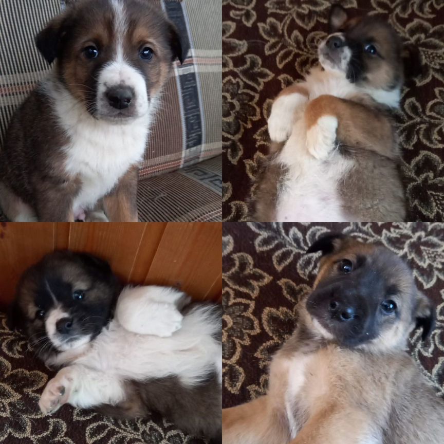 Нужен дом щенкам
