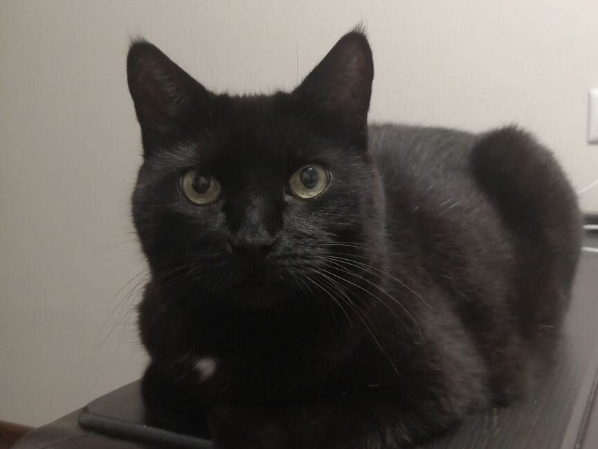 Кошка
