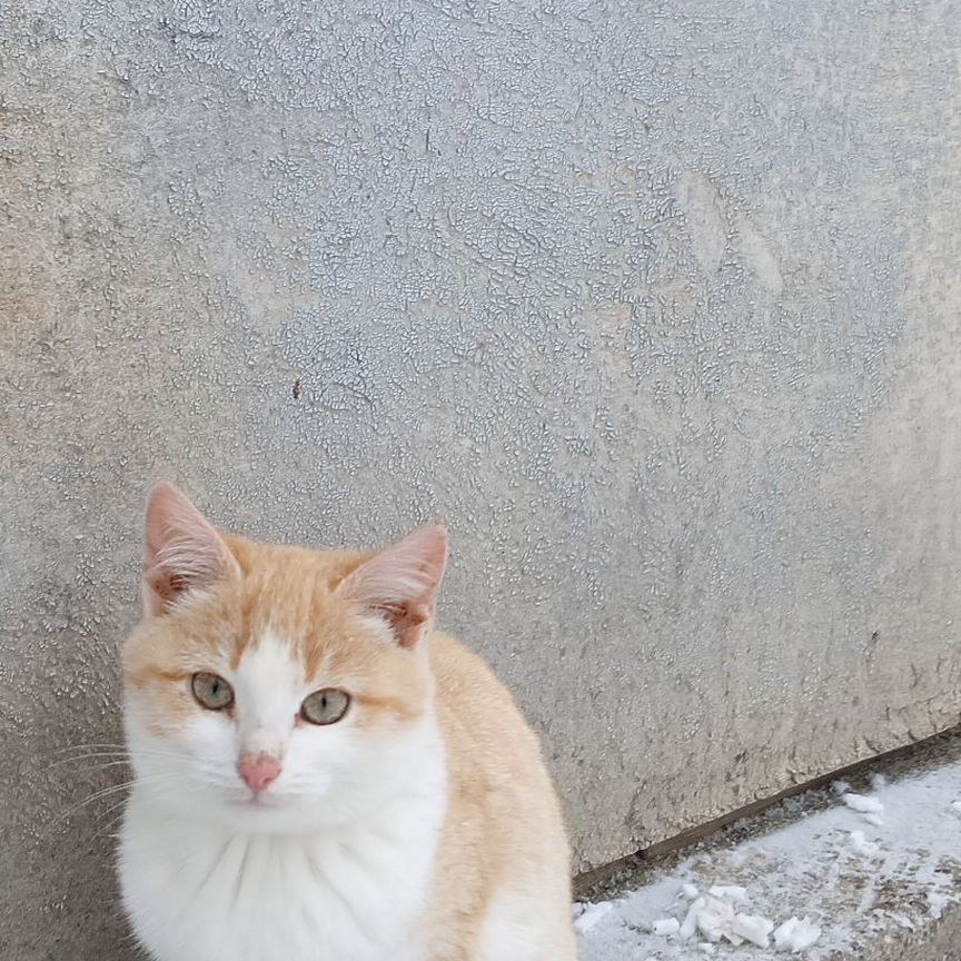 Отдам котят 4 месяца