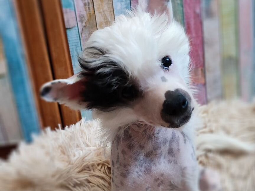 Чудо-девочка китайской хохлатый собаки