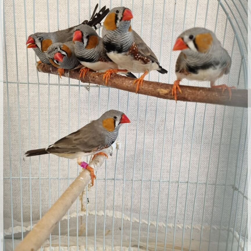 Зебровые амадины
