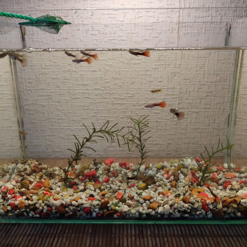 Аквариумные рыбки с аквариумом