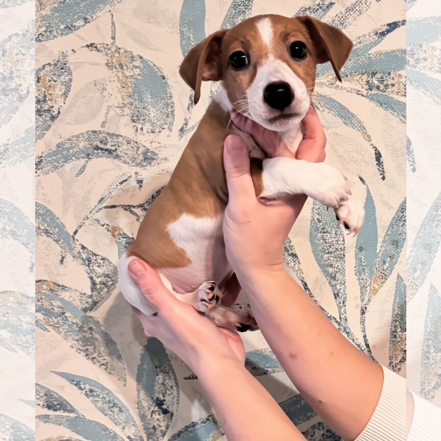 Джек-рассел-терьер, щенок