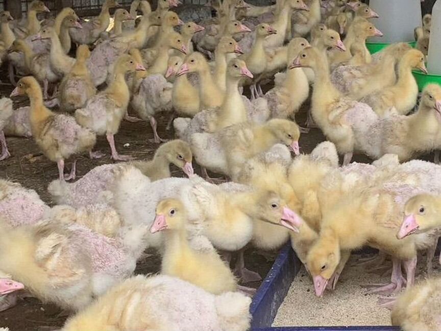 Гусята месячные и старше