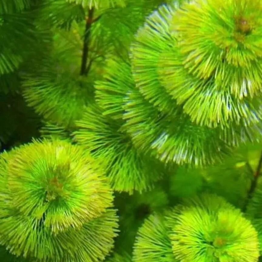 Растение в аквариум "Кабомба"