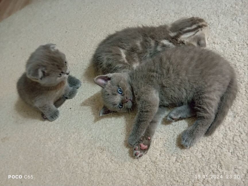 Шотландские котята