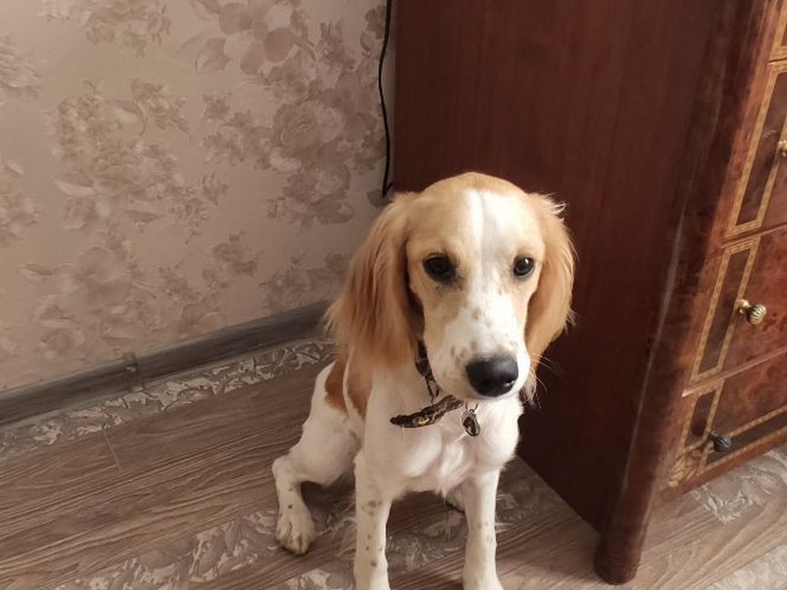 Русский охотничий спаниэль