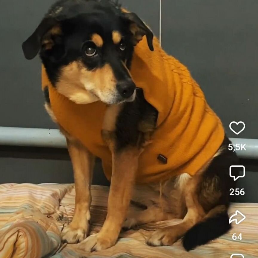 Взрослая собака в добрые руки