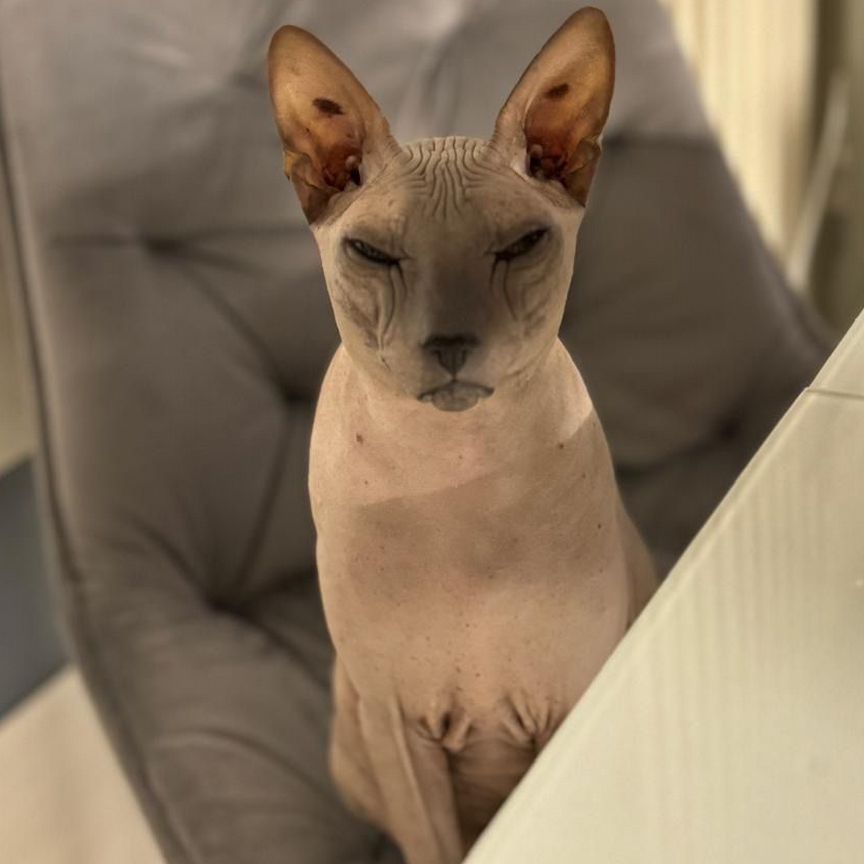 Донской сфинкс, взрослый кот