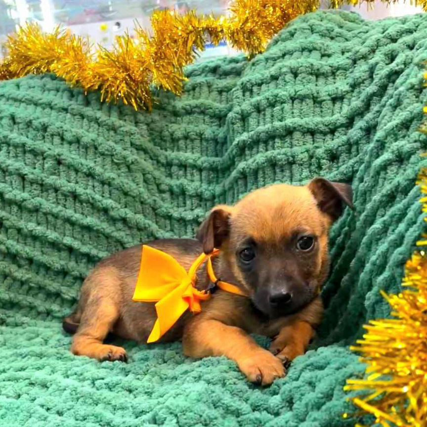 Крошка Лаки