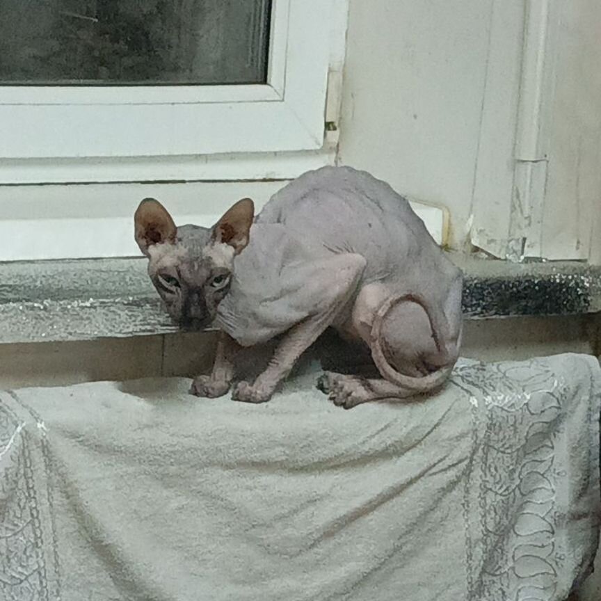 Донской сфинкс