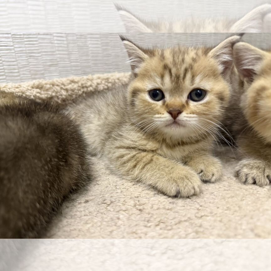 Шотландский прямоухий длинношёрстный котёнок