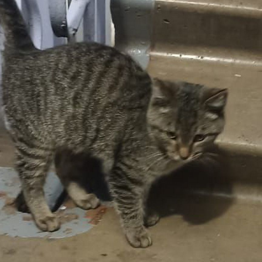 Котёнок в добрые руки