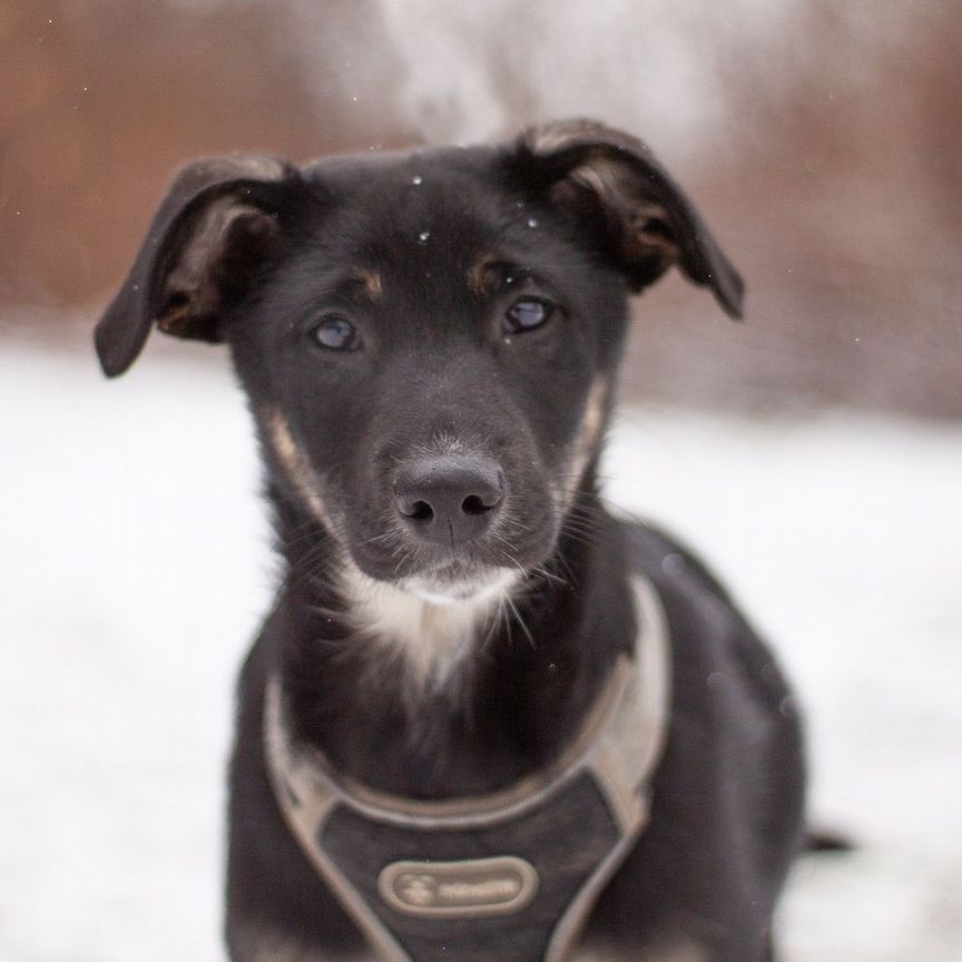 Умный щенок в добрые руки