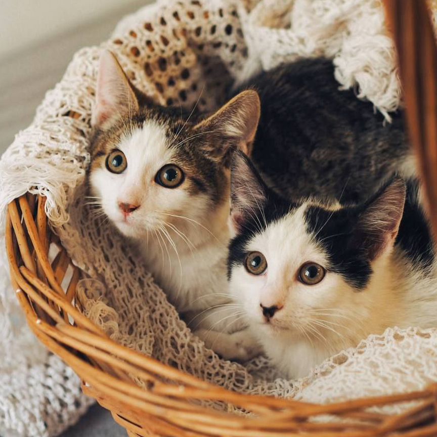 Милейшие котята, которые хотят стать домашними