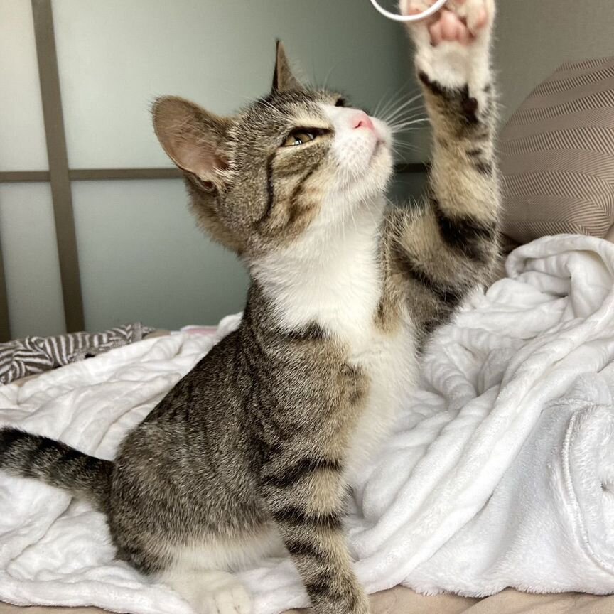 Котенок мальчик