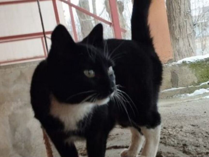 Луиза ищет дом