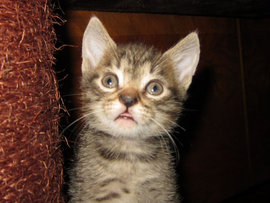 Котенок 1 месяц возраст