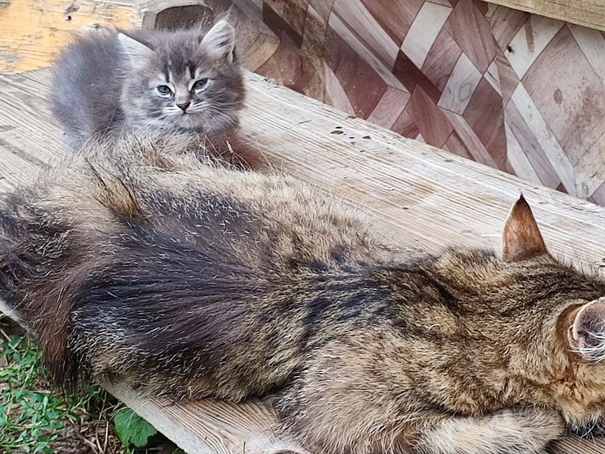 Котята в добрые руки бесплатно