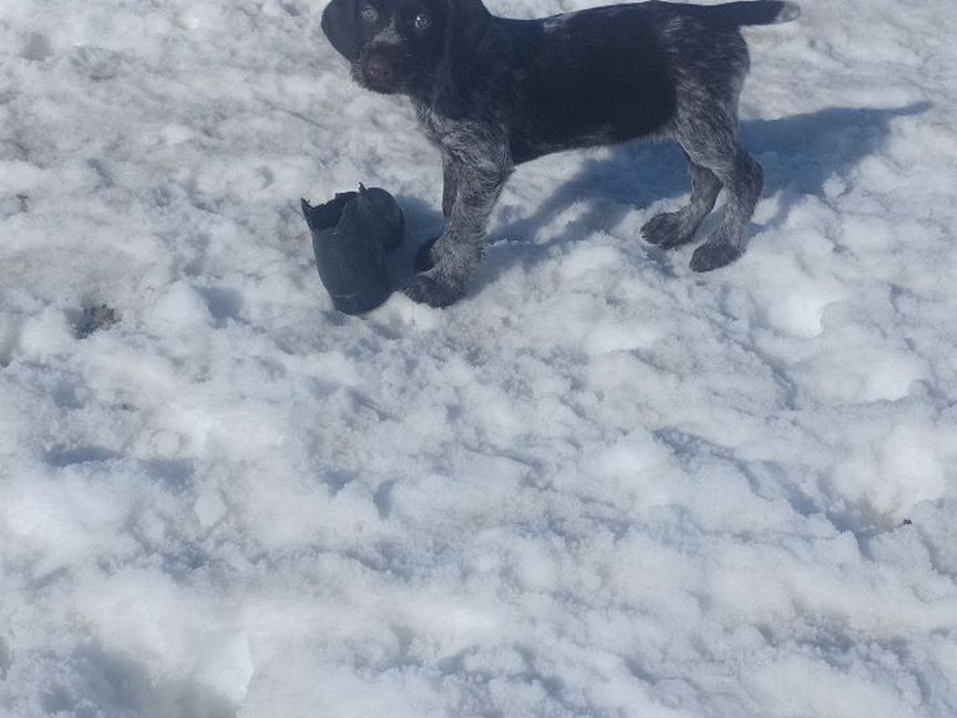 Щенки дратхаара