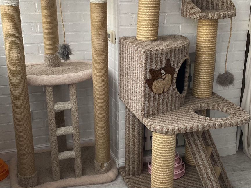 Кошачий комплекс, когтеточка