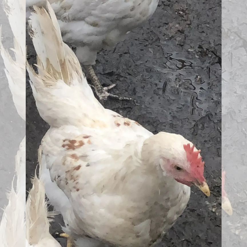 Молодые петухи