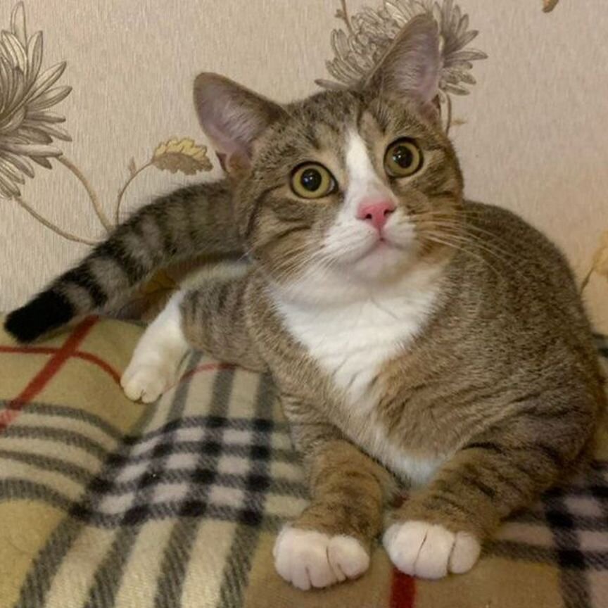 Ласковый котик Ёжик 10 мес. мечтает о доме