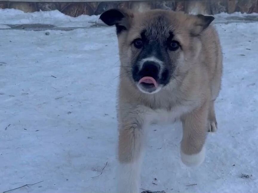 Щенок в добрые руки бесплатно