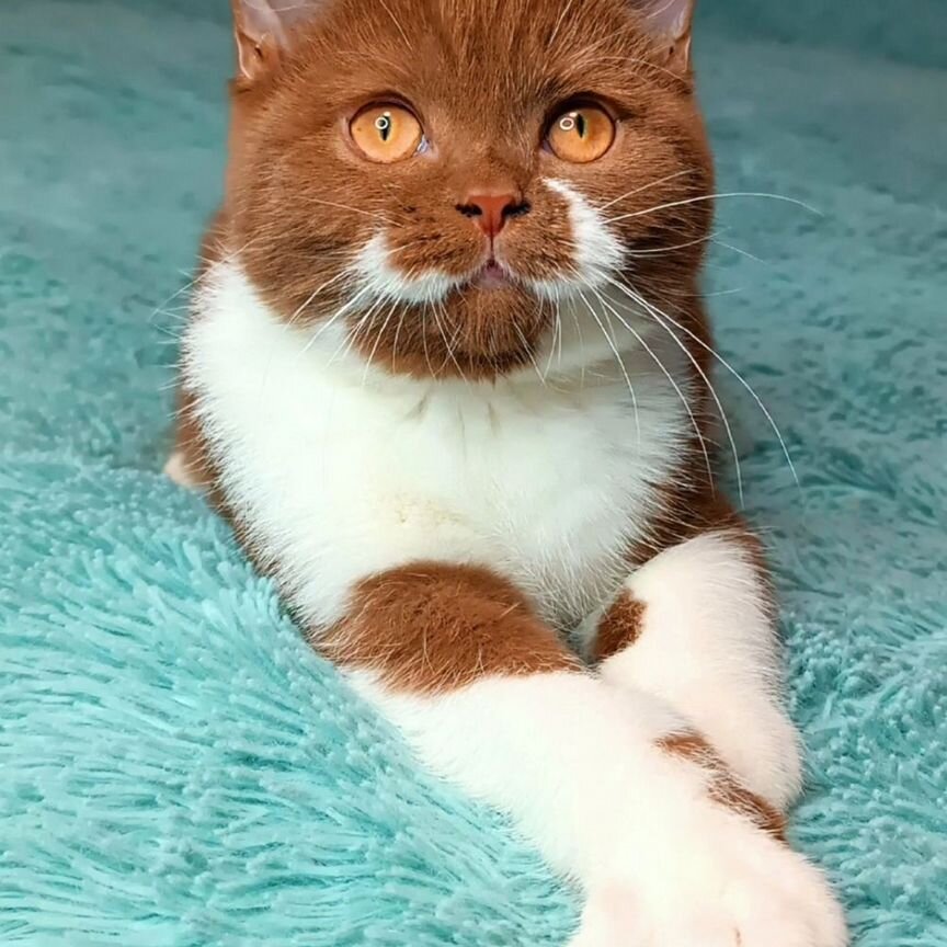 Британские котята