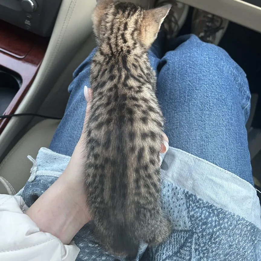 Котята. Окрас бенгальской кошки