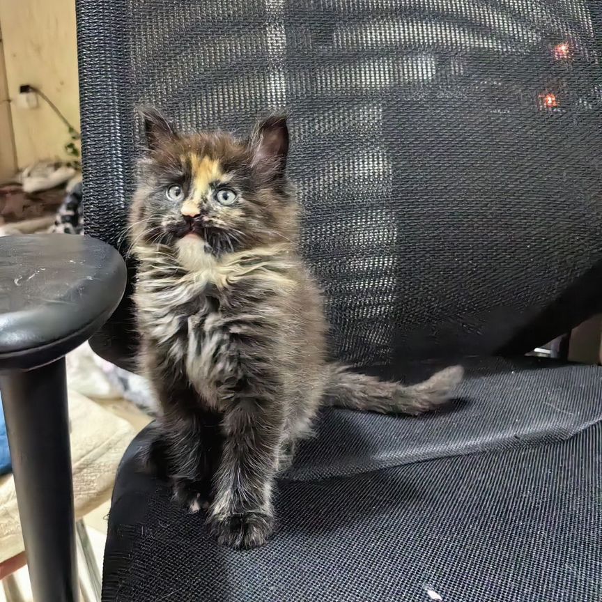 Котята мейнкуна